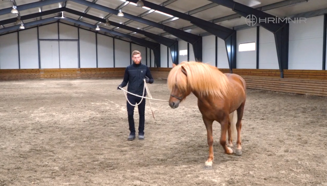Bodenarbeit für mehr Respekt - Vorwärtsdenken und Respekt - Hrimnir ...