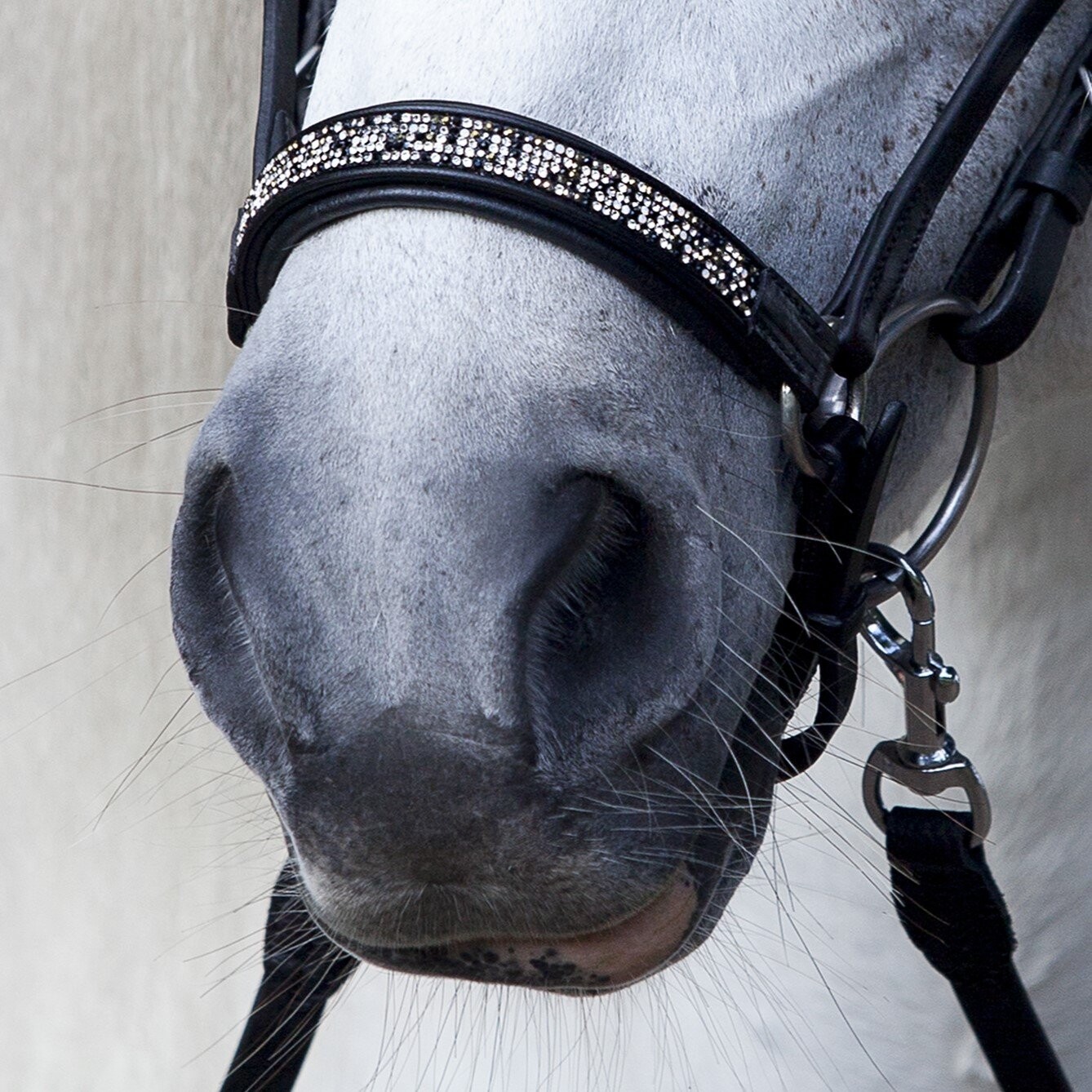 Drop Noseband Fire and Ice – Elegant Fit for Icelandic Horses | Hrímnir