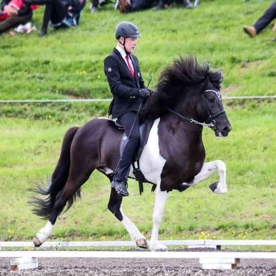 Team Hrímnir – Elite Riders & Premium Icelandic Horse Equipment Worldwide